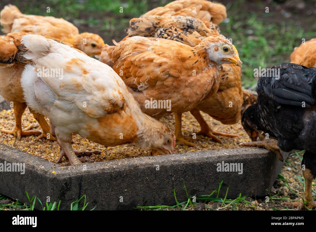 Many domestic chickens eat food, Chicken Flock Stock Photo - Alamy