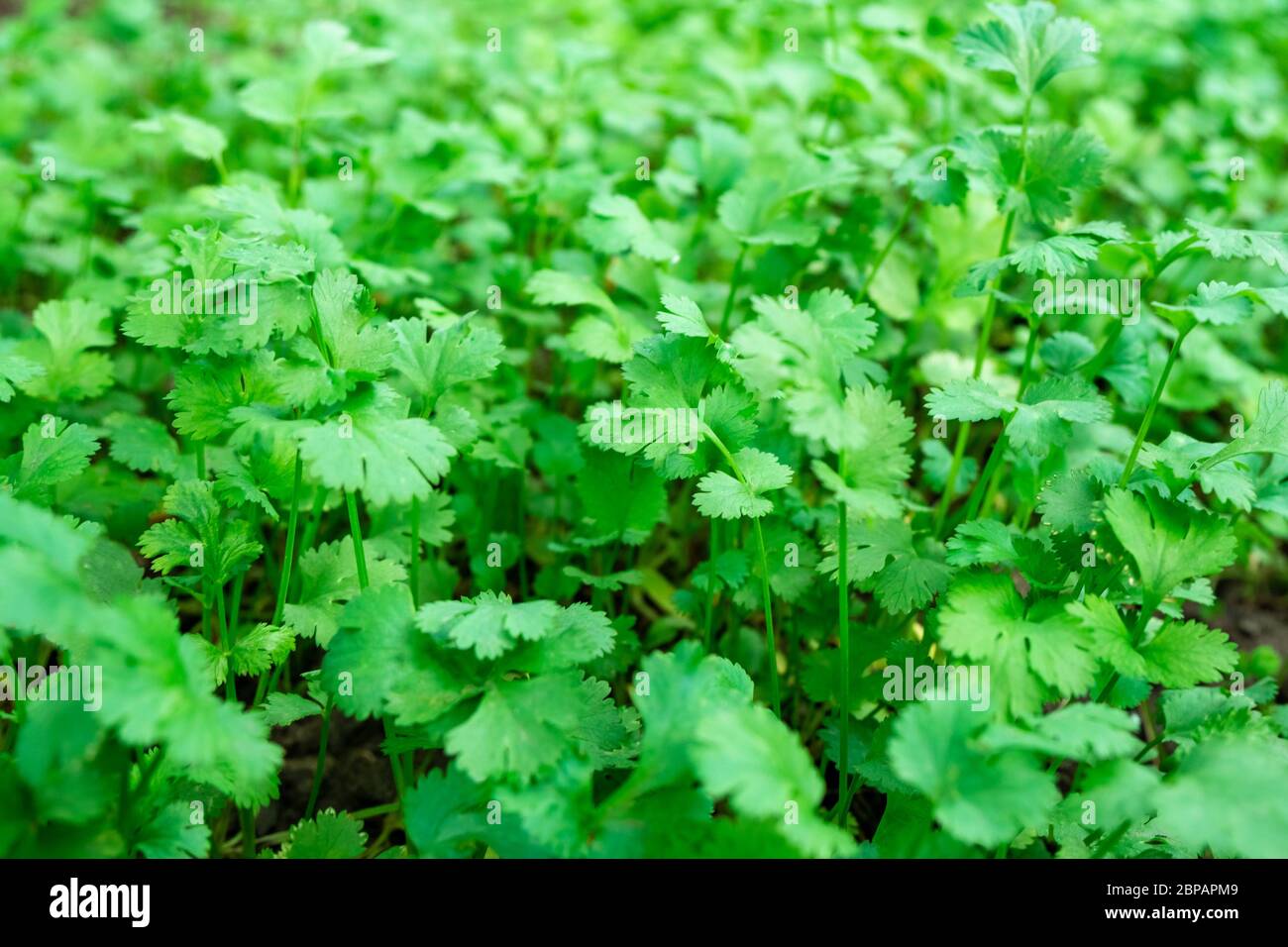 Fresh leaves of young coriander, fresh vegetables Stock Photo - Alamy