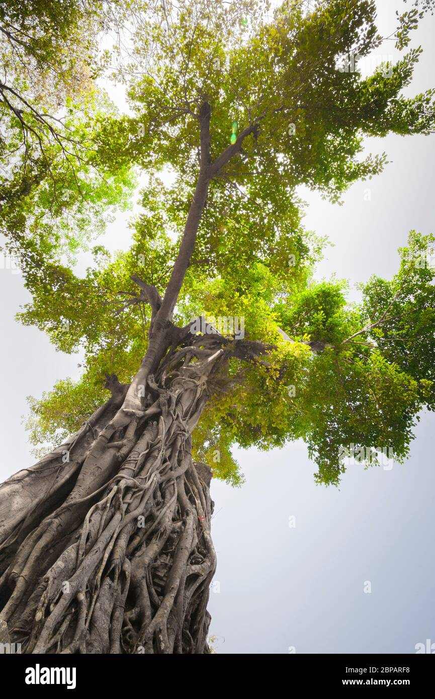Giant strangler fig tree. Sambor Prei Kuk archaeological site, Kampong ...