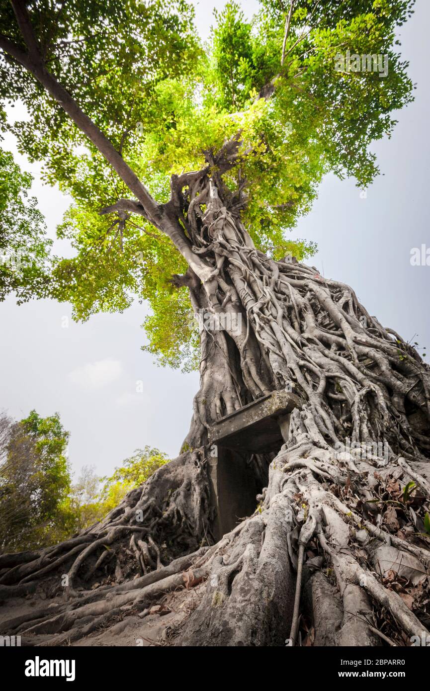 Ancient monument enveloped in giant strangler fig tree roots. Sambor ...