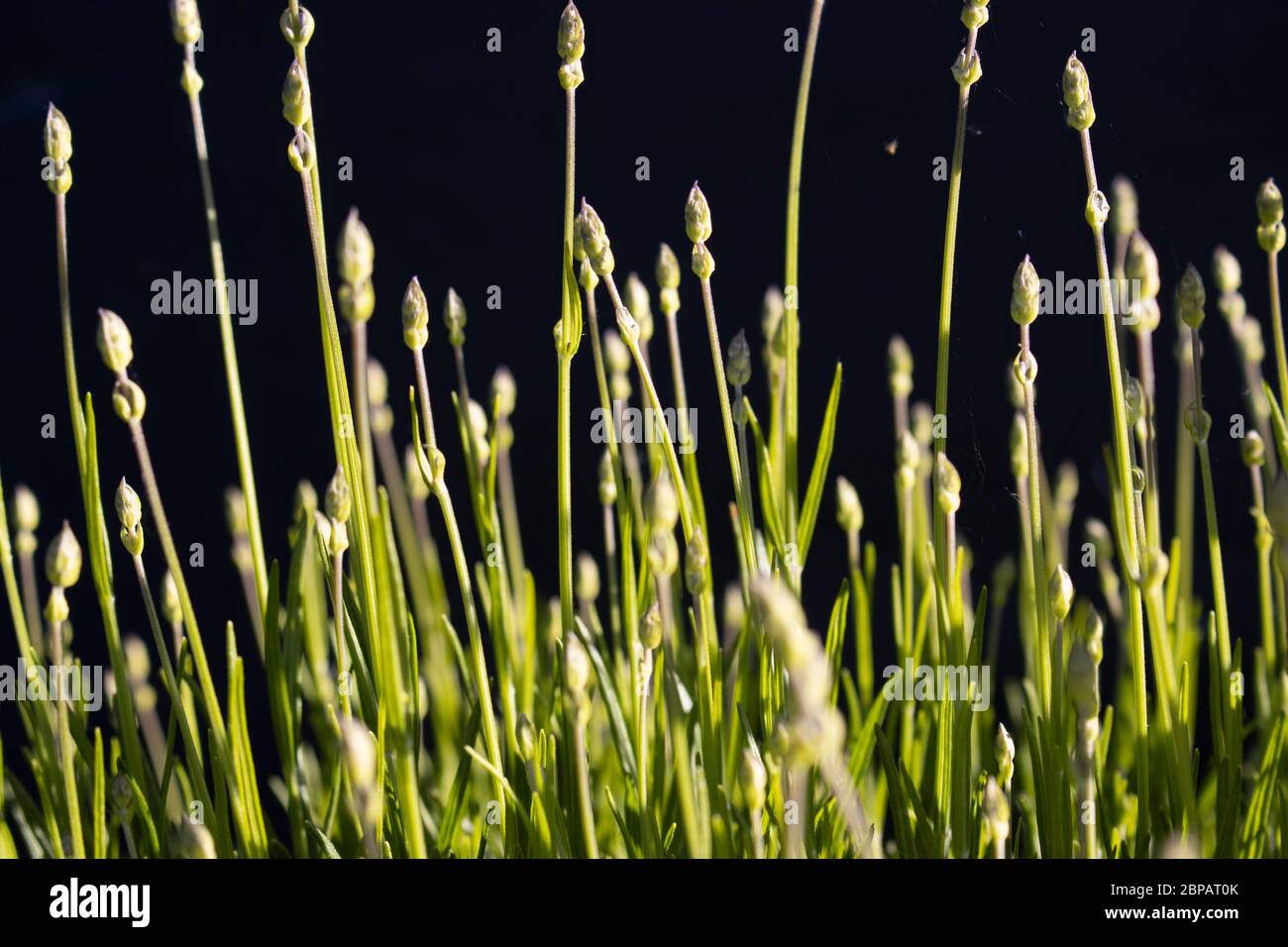 English lavenver hi-res stock photography and images - Alamy