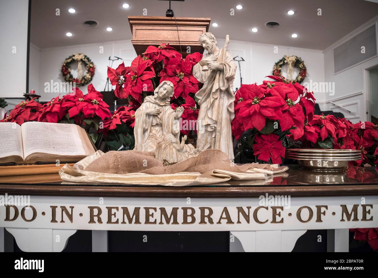 Poinsettia flowers surround a Baptist Church altar with Nativity Scene ...