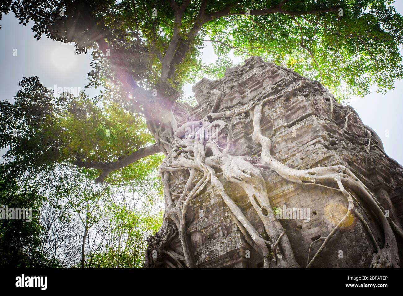 Ancient temple enveloped in giant strangler fig tree roots. Sambor Prei ...