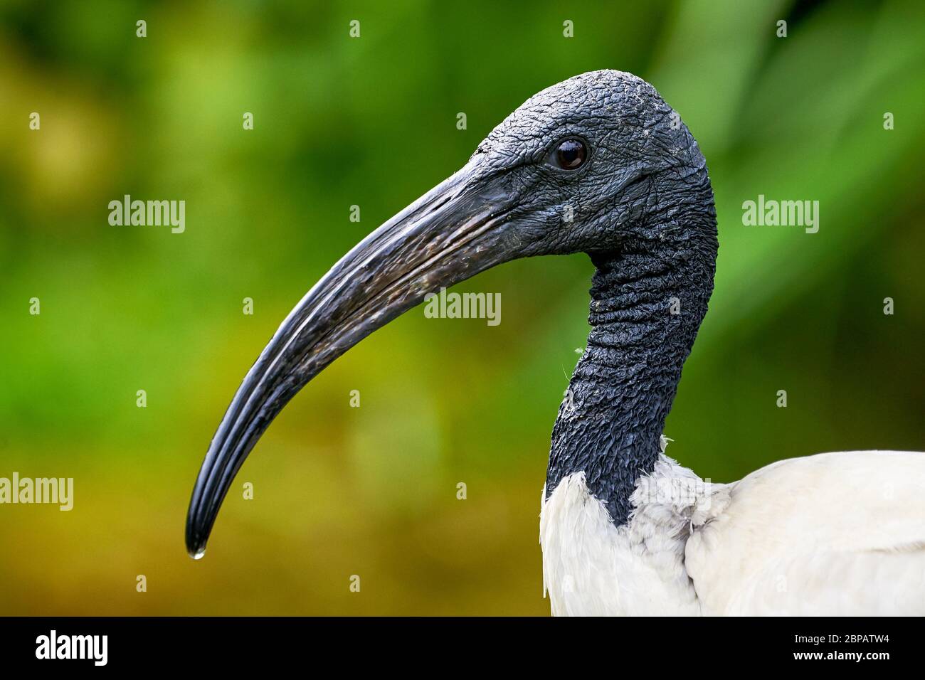 Black-headed ibis head closeup (Threskiornis melanocephalus Stock Photo ...