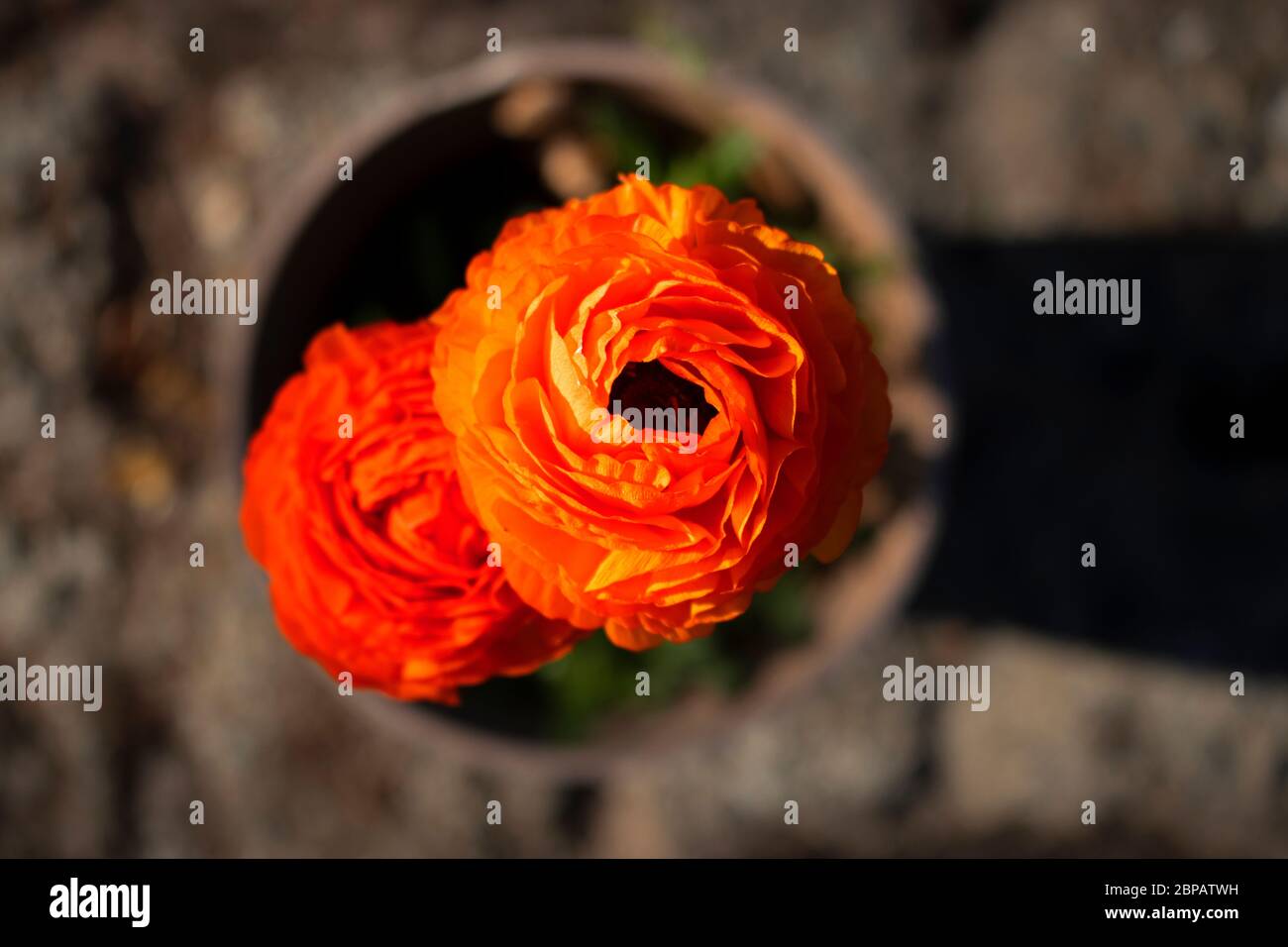 Bright orange ranunculus flowers from above with a plant pot below ...