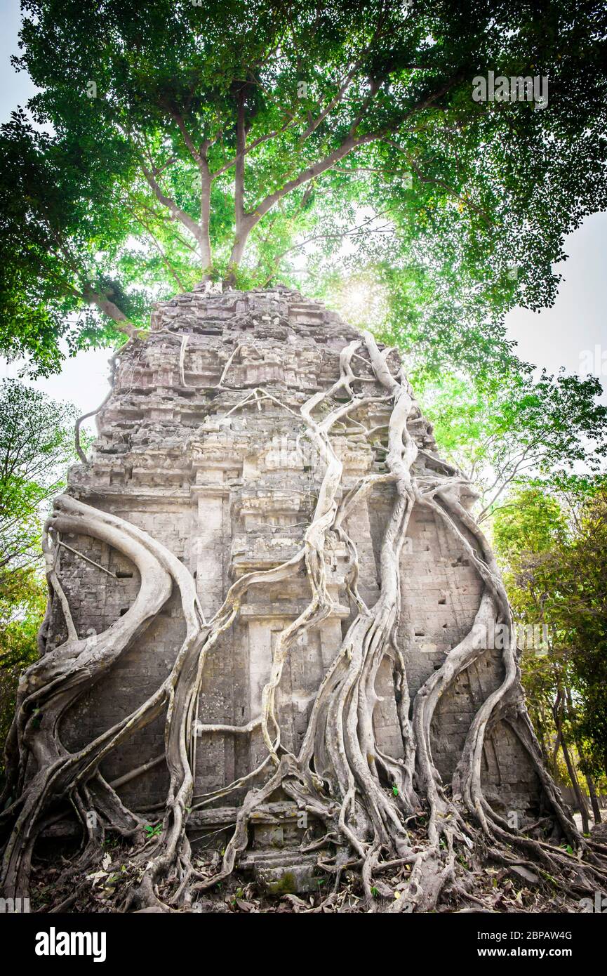 Giant strangler fig trees growing hi-res stock photography and images ...