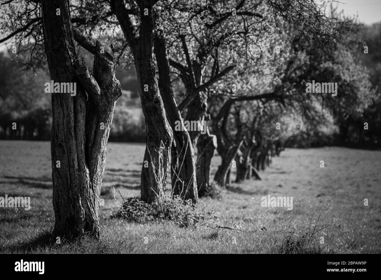 Guarding the Old Field Stock Photo - Alamy
