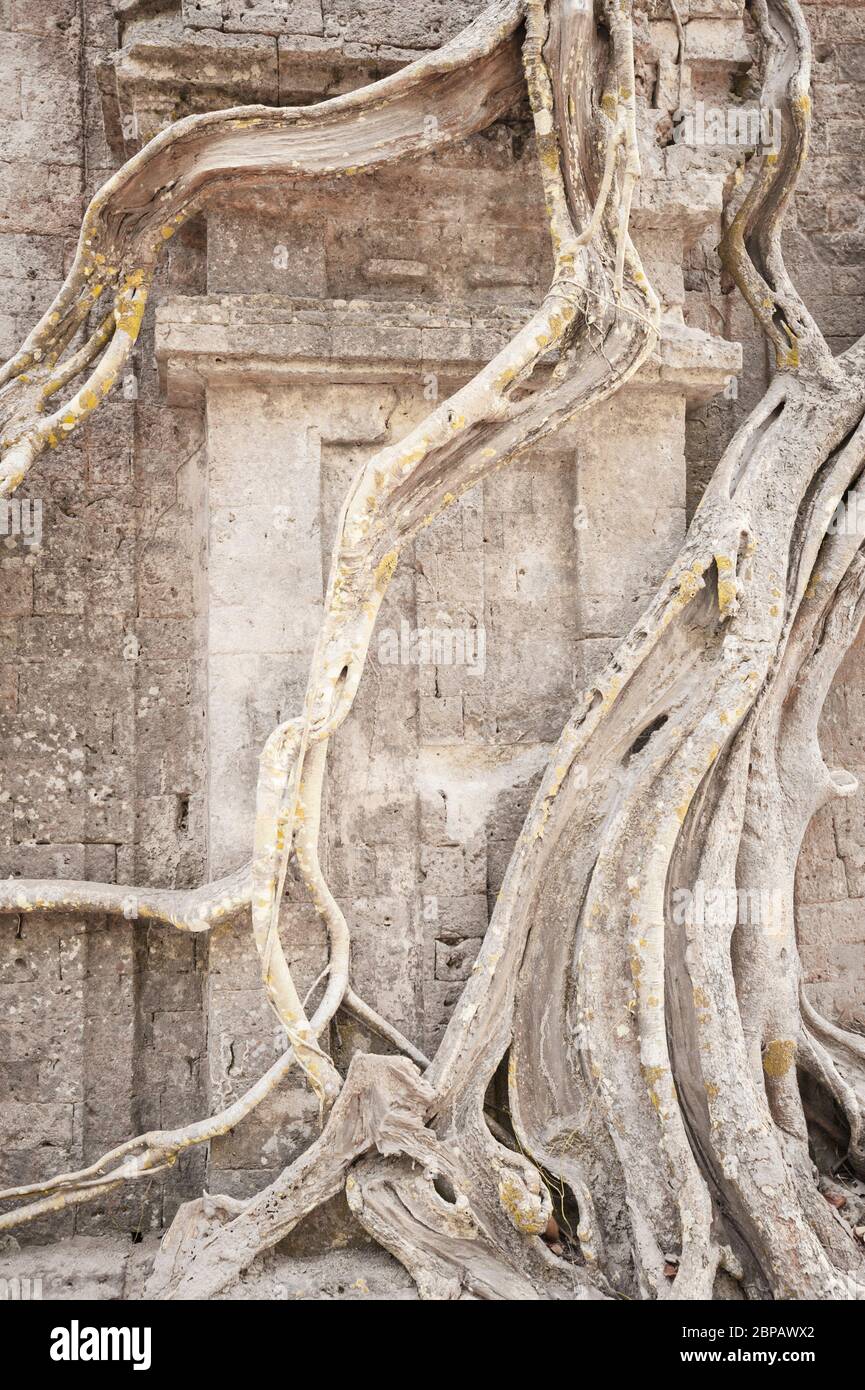 Ancient temple enveloped in giant strangler fig tree roots. Sambor Prei ...