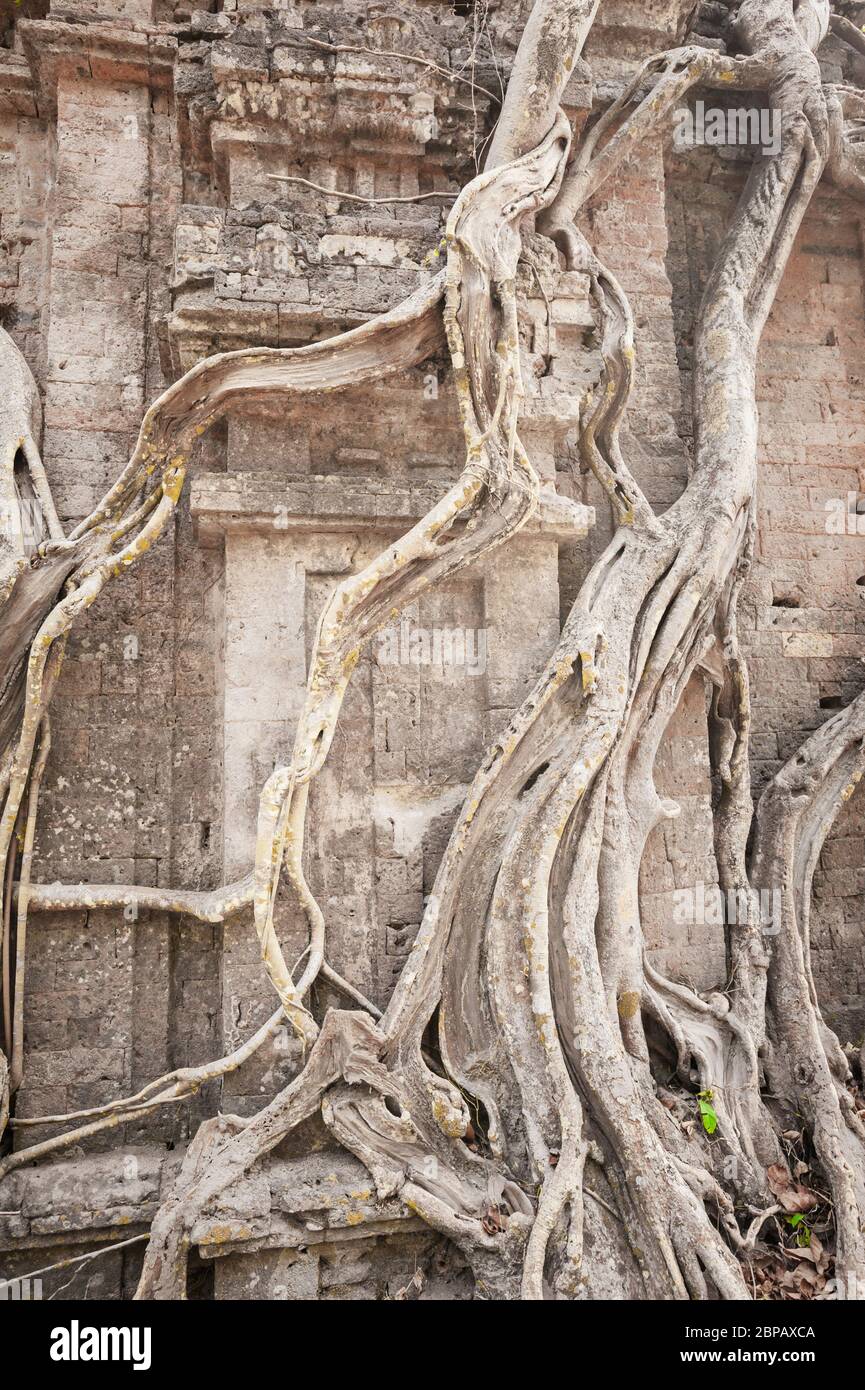 Ancient temple enveloped in giant strangler fig tree roots. Sambor Prei ...