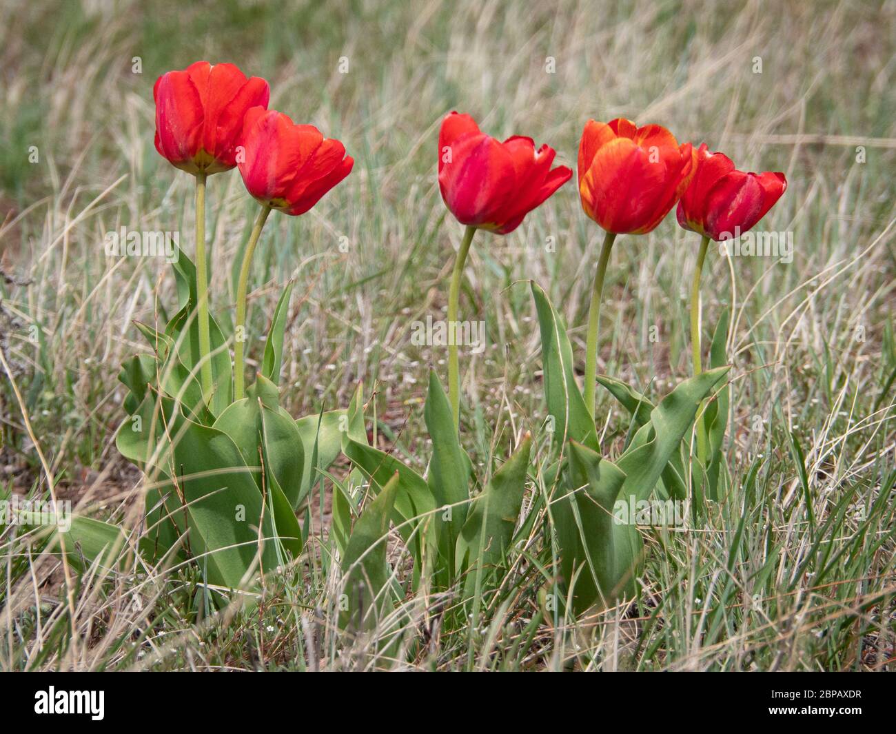 Five red tulips lined up in a grassy field Stock Photo - Alamy