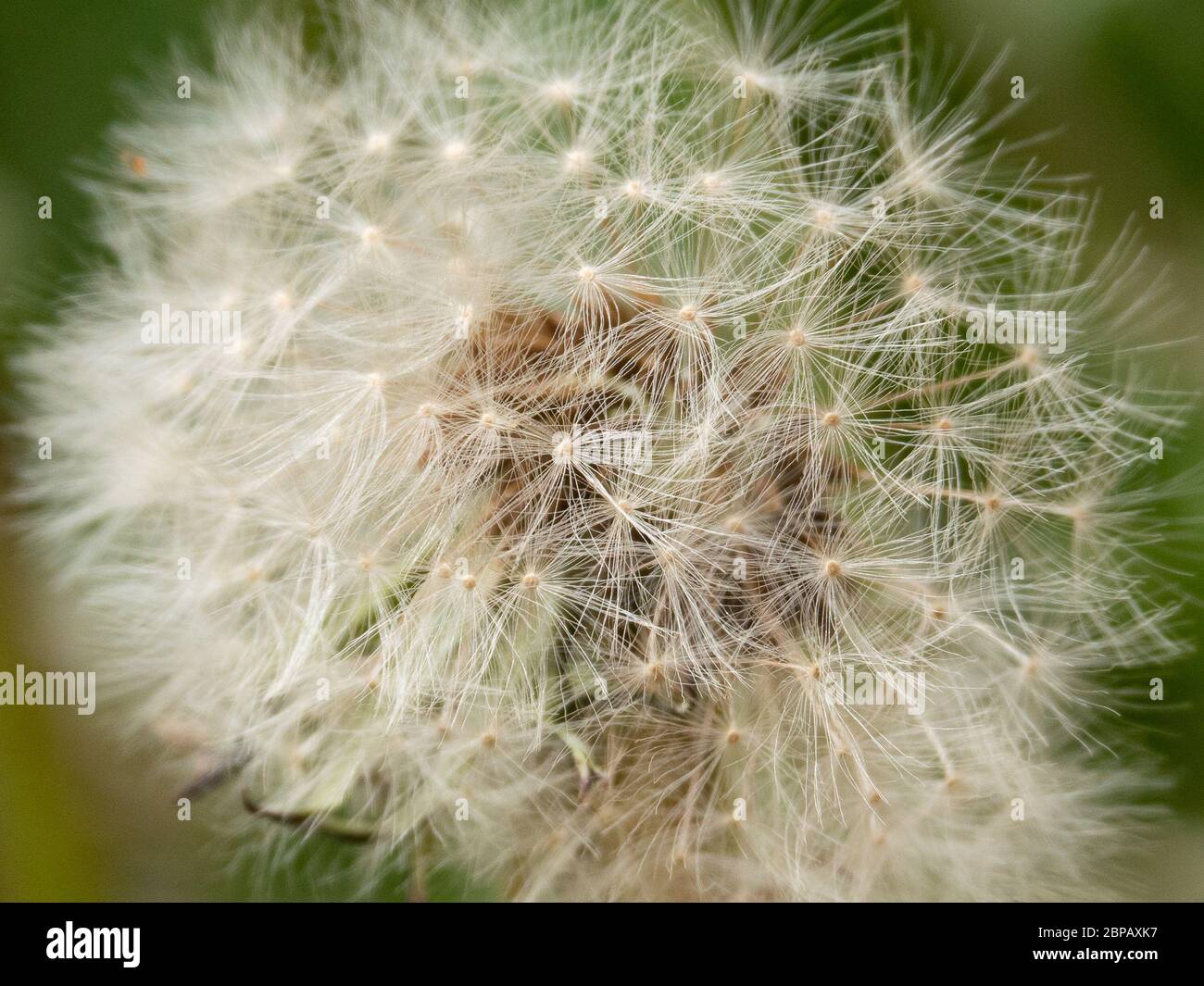 Dandelion puff hi-res stock photography and images - Alamy