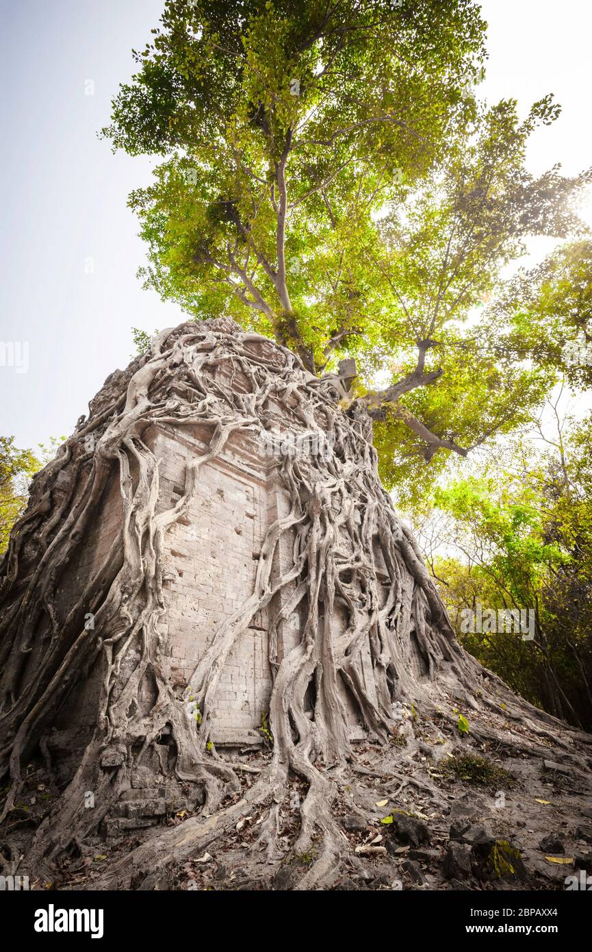 Ancient temple enveloped in giant strangler fig tree roots. Sambor Prei ...