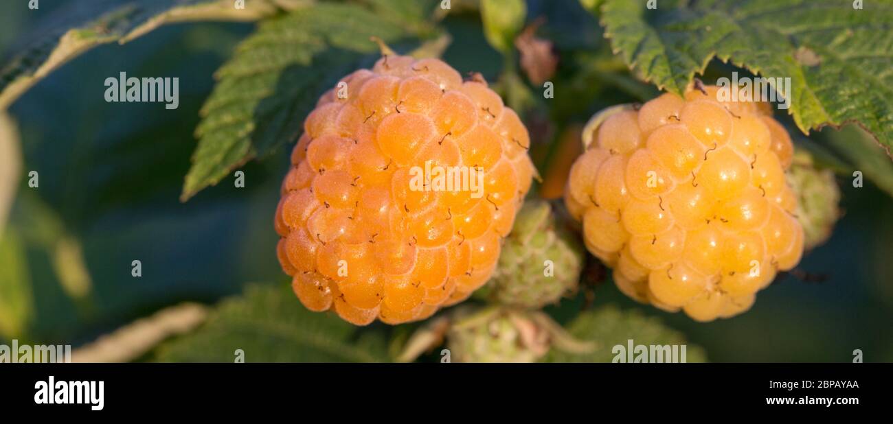 Raspberry all gold plant hi-res stock photography and images - Alamy