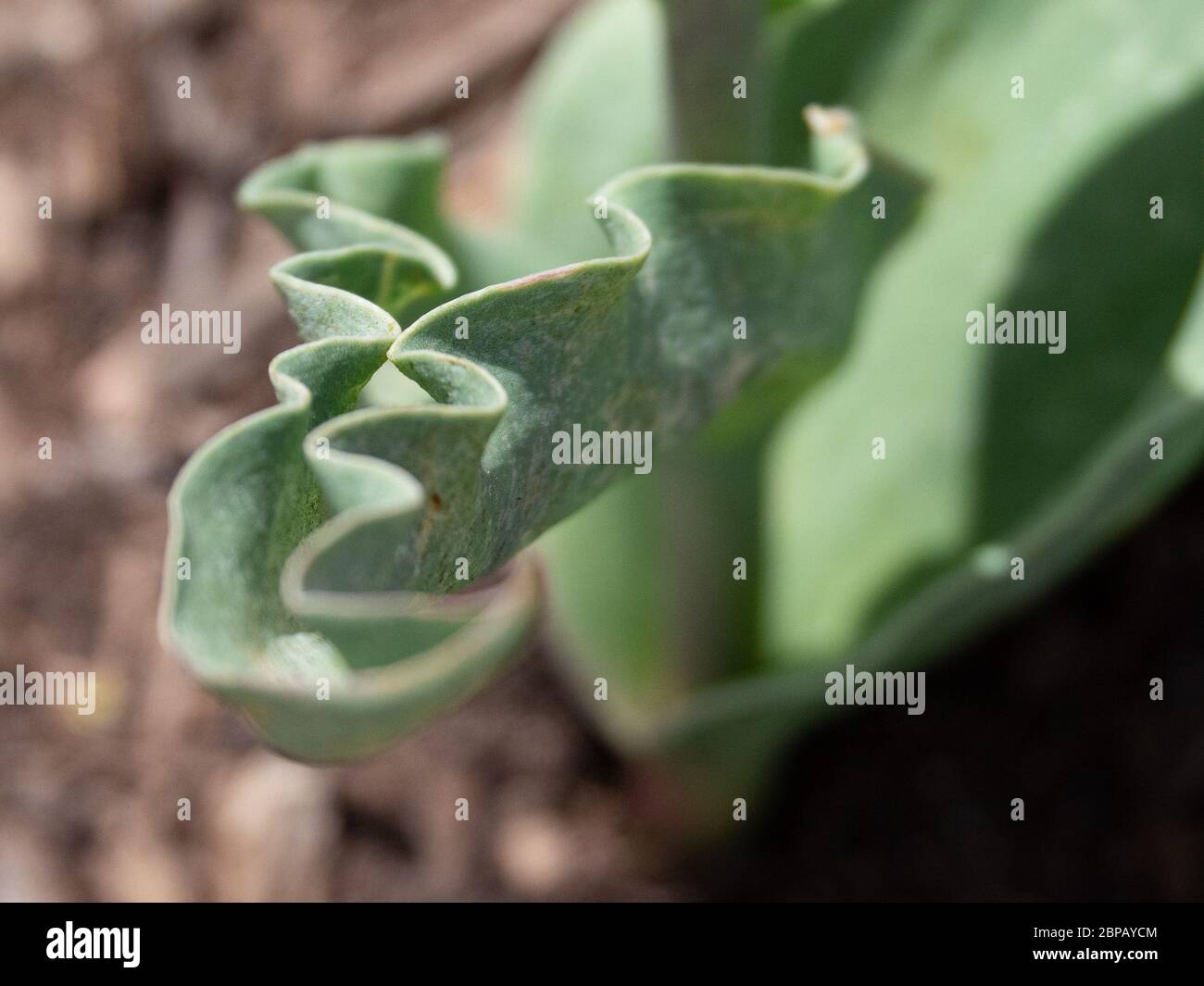Curvy leaf hi-res stock photography and images - Alamy