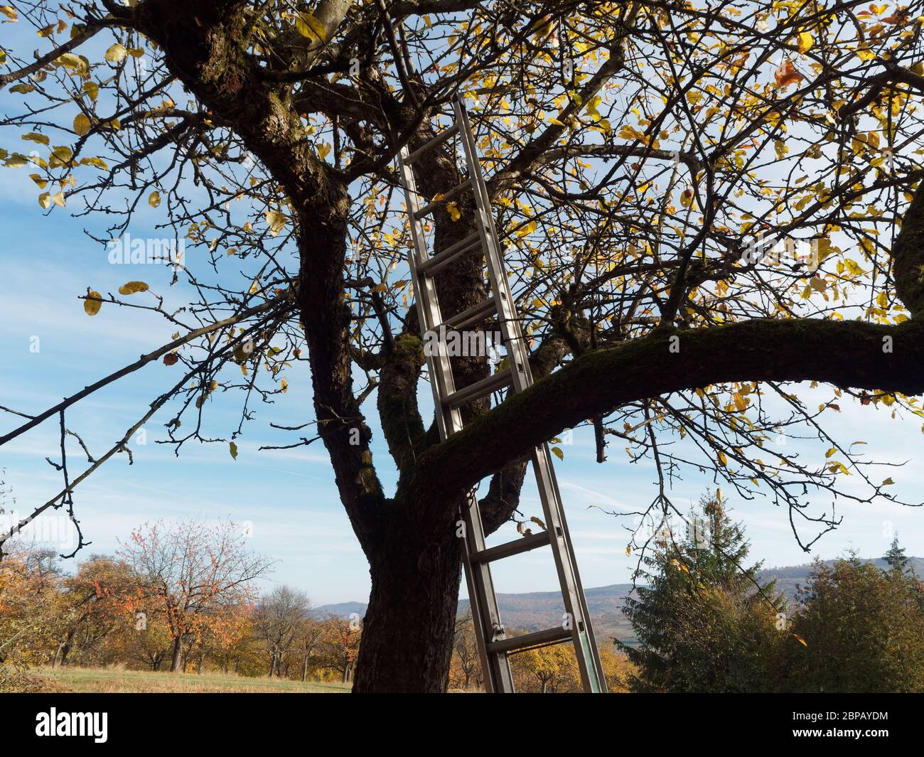 Ladder tree hi-res stock photography and images - Alamy