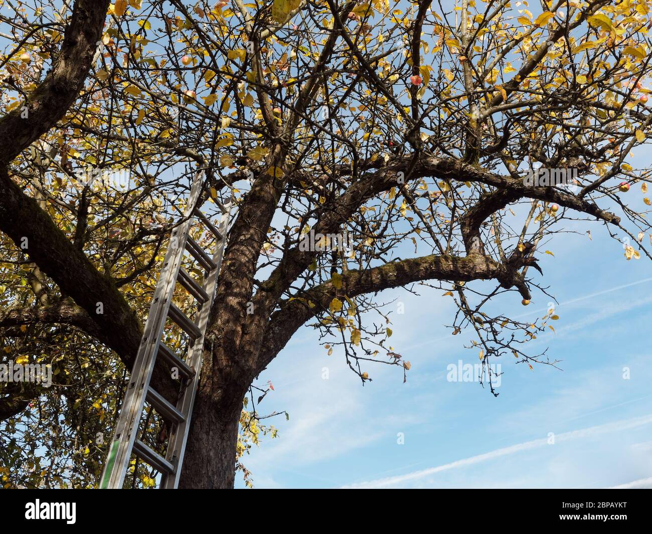Ladder in apple tree with blue sky in Bavaria, Germany (variations ...