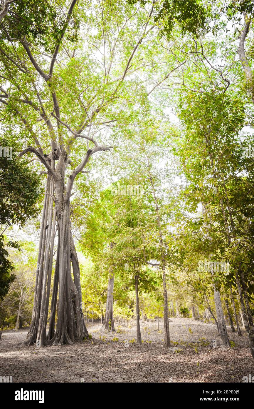 Giant strangler fig tree. Sambor Prei Kuk archaeological site, Kampong ...