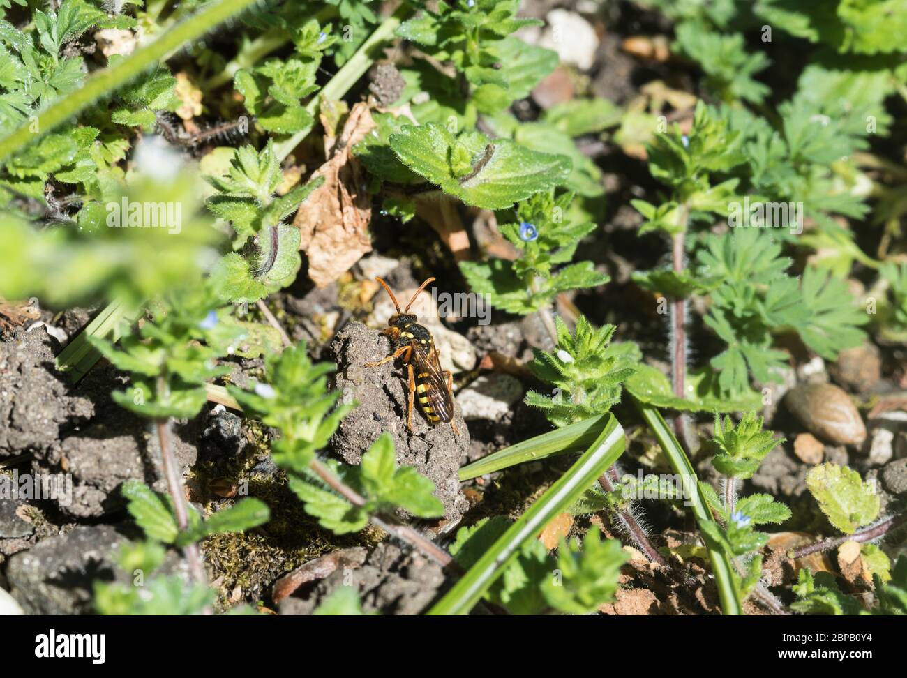 Flavous Nomad Bee (Nomada flava Stock Photo - Alamy