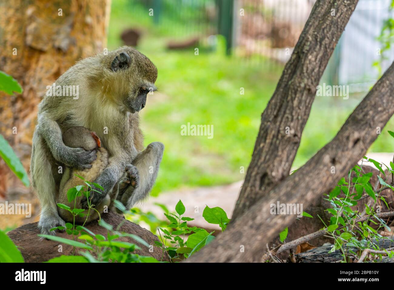 Velvet monkey hi-res stock photography and images - Alamy