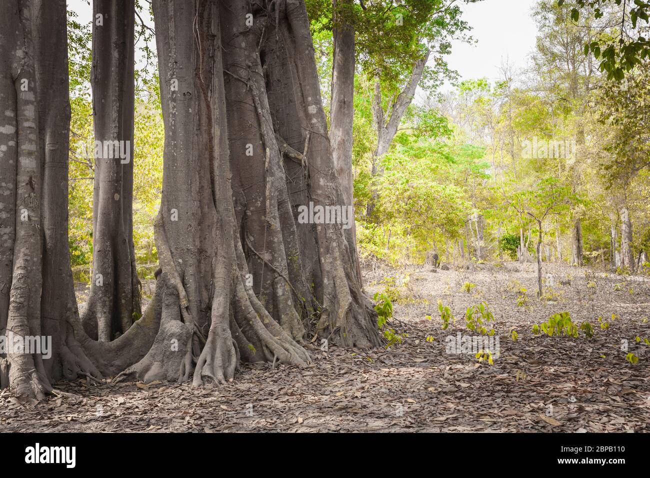 Asian forests hi-res stock photography and images - Alamy