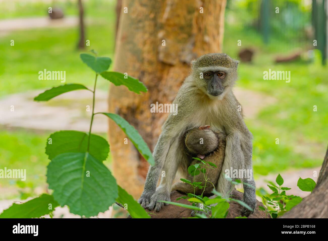 Velvet Monkey, mother with baby sitting on a branch at the Waterfall ...