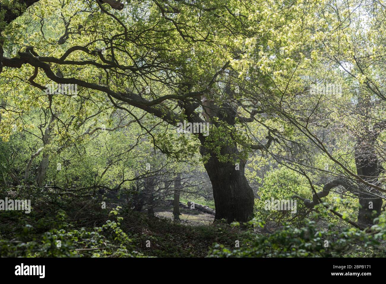 Oak woodland scene Stock Photo - Alamy