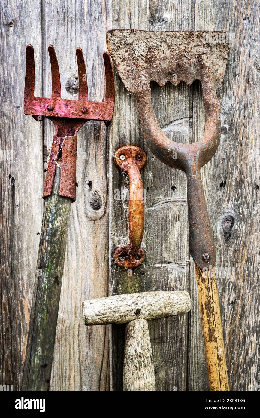 Old and rusting gardening tools lying against a wooden shed with a ...