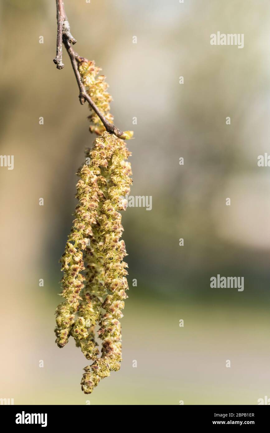 Silver birch flowers hi-res stock photography and images - Alamy