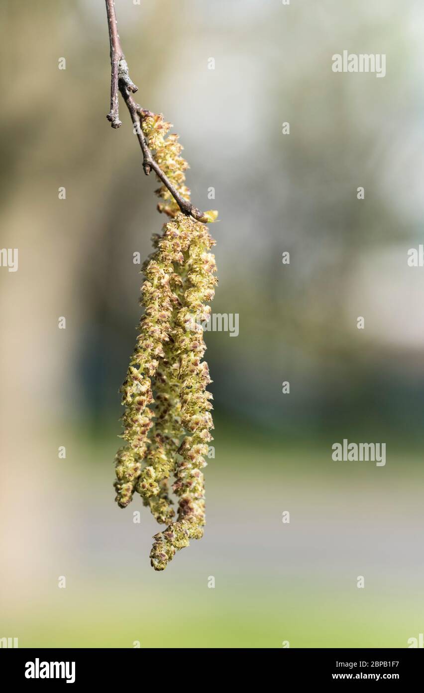 Silver birch tree flower catkin hi-res stock photography and images - Alamy