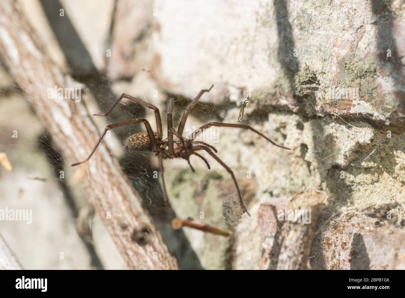 Garden spider side view hi-res stock photography and images - Alamy