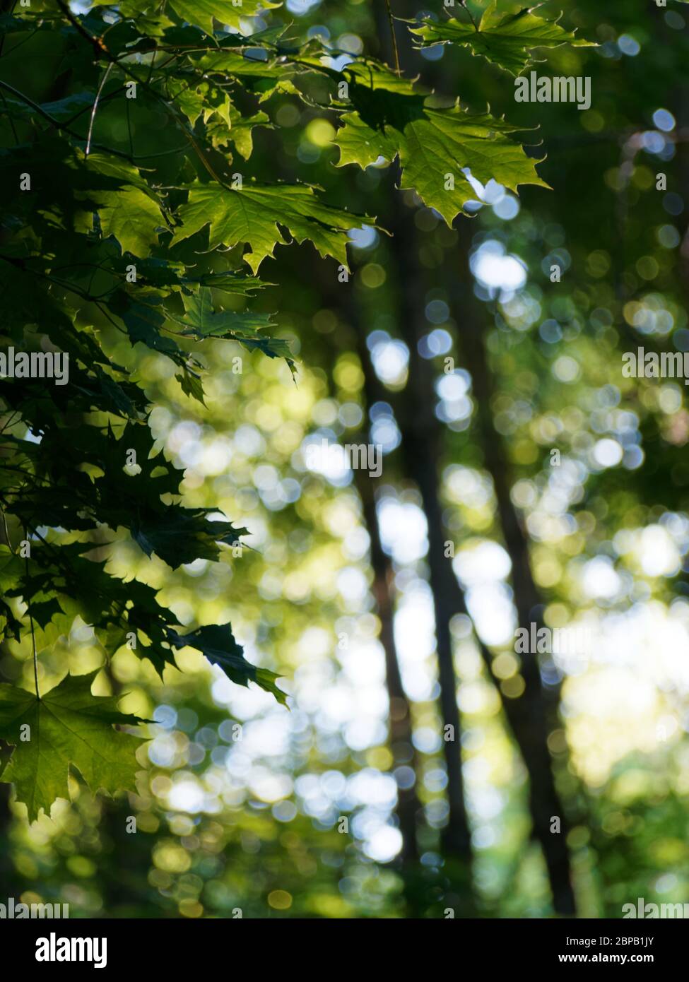 Leaf canopy hi-res stock photography and images - Alamy