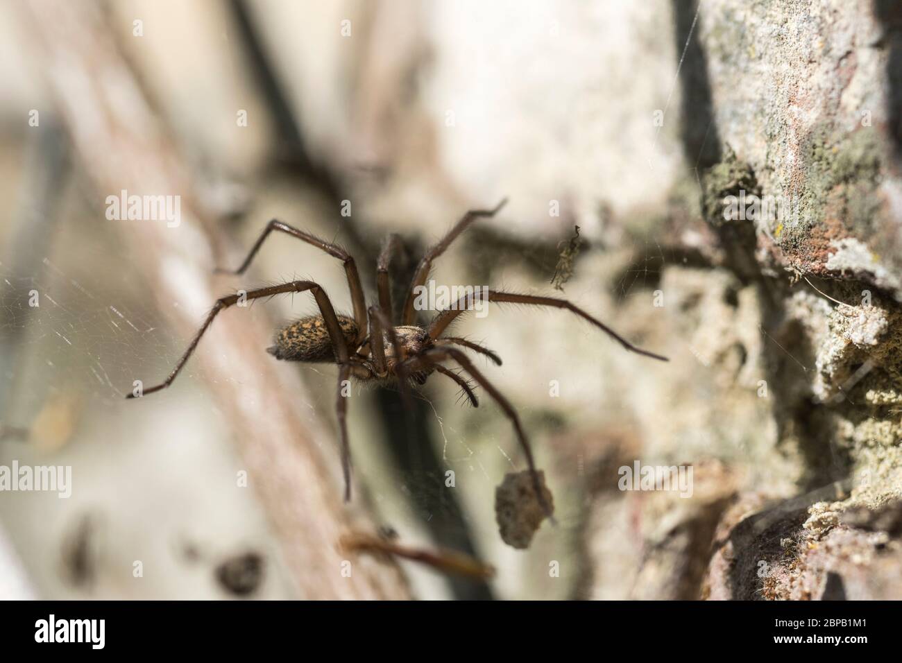 Garden spider side view hi-res stock photography and images - Alamy