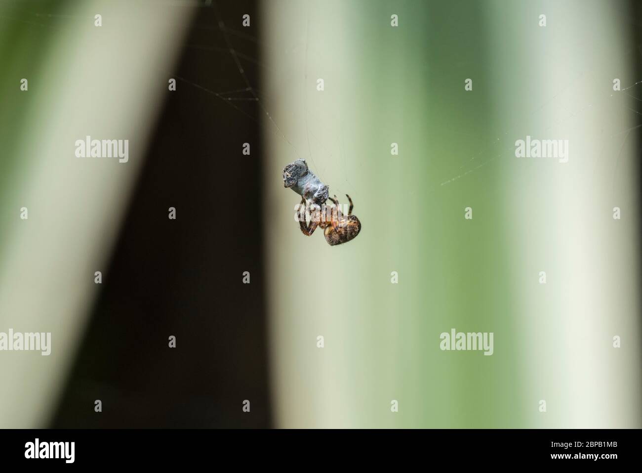 Wrapped up in a spider web hi-res stock photography and images - Alamy