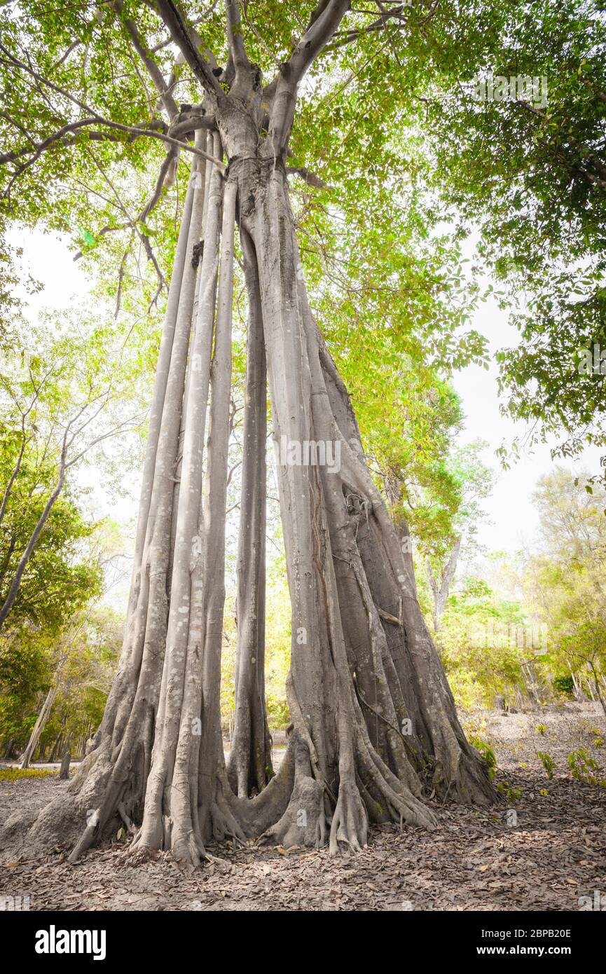 Sub canopy hi-res stock photography and images - Alamy