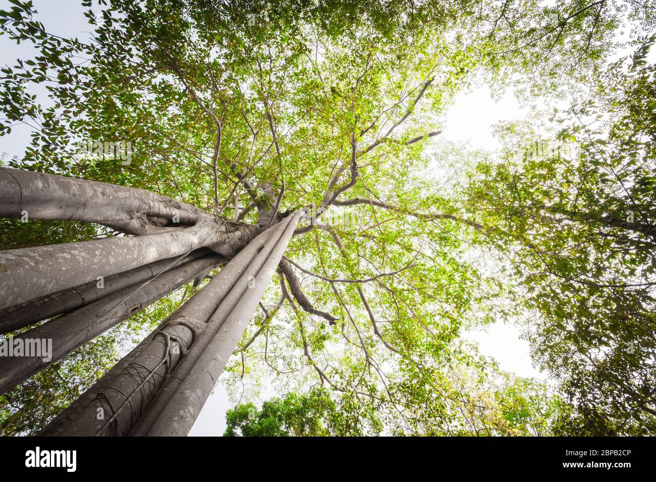 Giant strangler fig tree. Sambor Prei Kuk archaeological site, Kampong ...