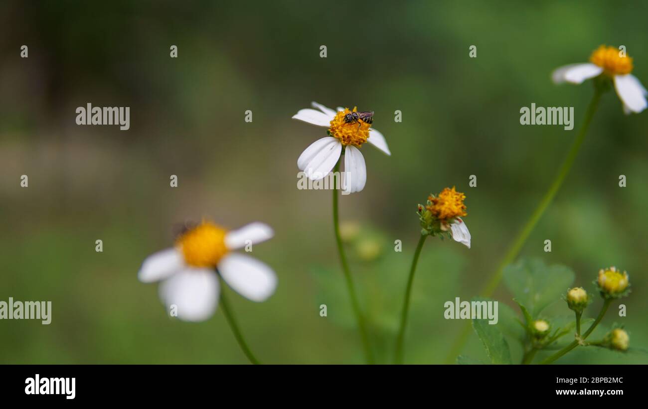Honey bees pollinating on flower in the garden Stock Photo - Alamy