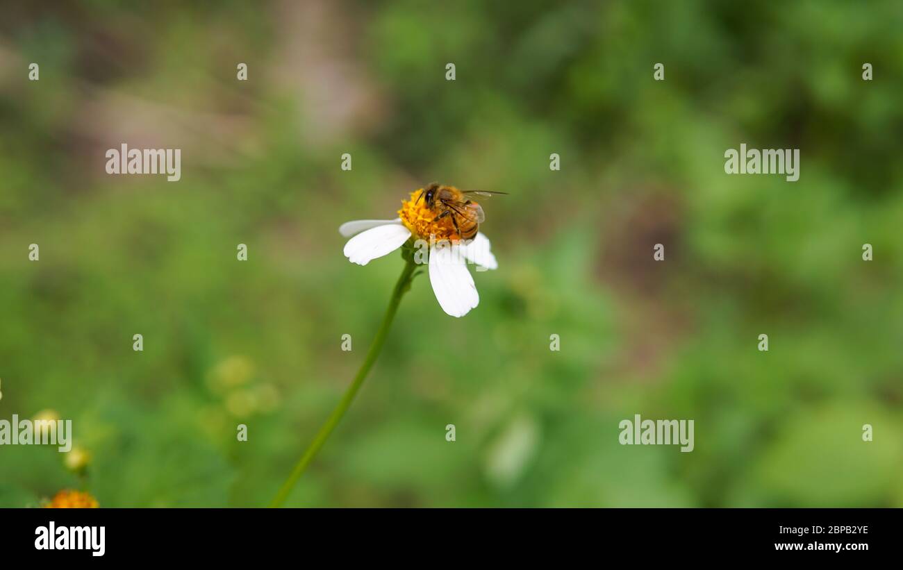 Honey bees pollinating on flower in the garden Stock Photo - Alamy
