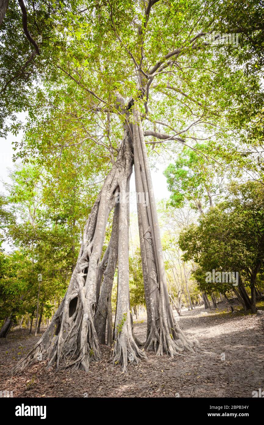 Giant strangler fig tree. Sambor Prei Kuk archaeological site, Kampong ...