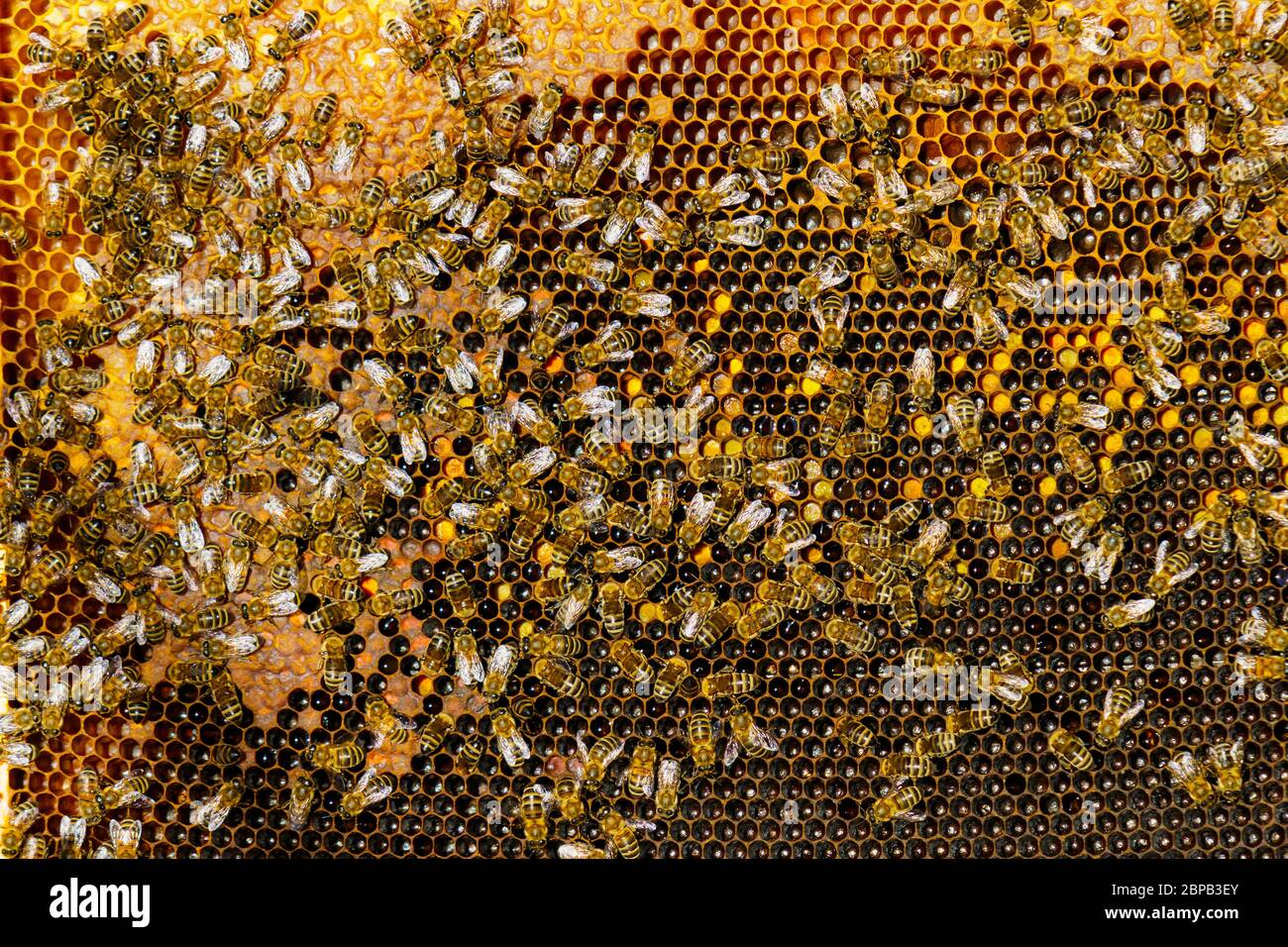 Healthy swarm of honey bees hi-res stock photography and images - Alamy