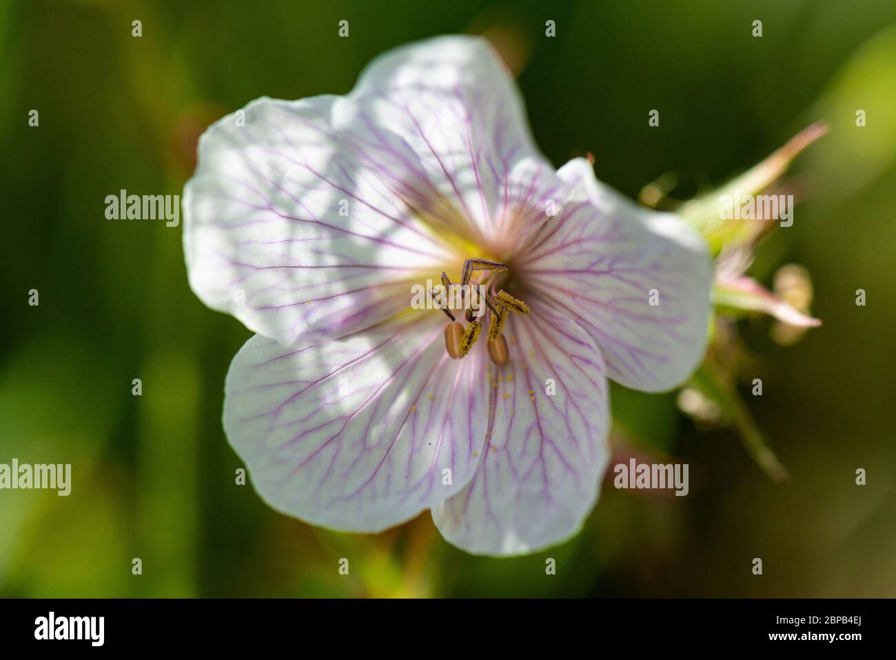 The flower of a cranesbill 'Kashmir White' (Geranium clarkei 'Kashmir ...