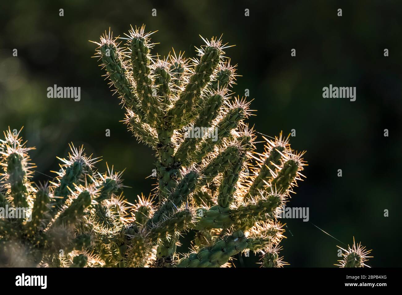 Tree Cholla, Cylindropuntia imbricata, backlit in Oak Grove Campground ...