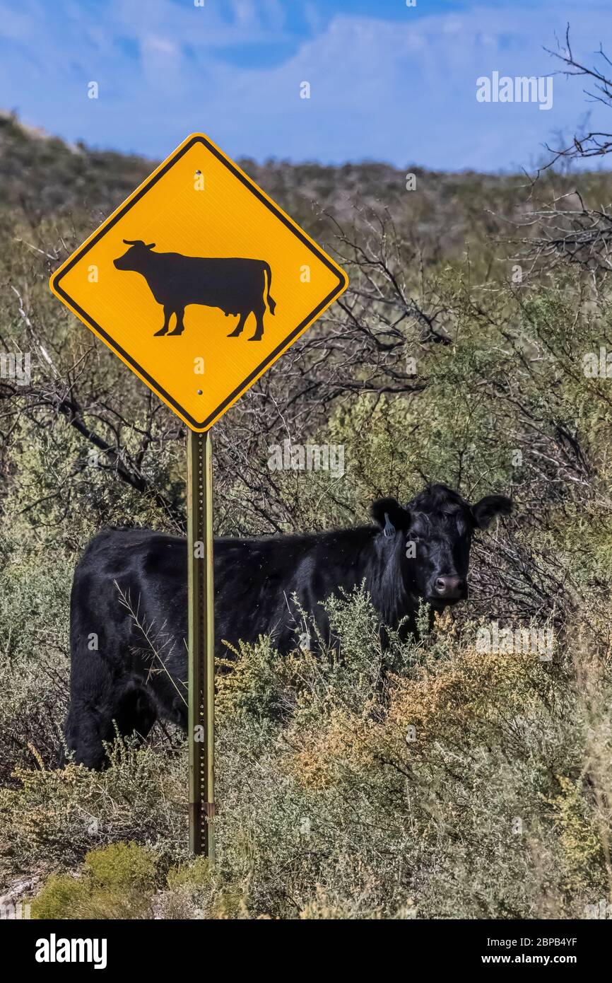 Funny caution sign with cow near Oak Grove Campground in Lincoln ...
