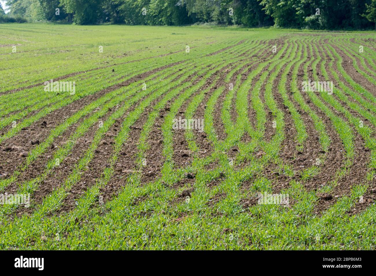 Growing lines hi-res stock photography and images - Alamy