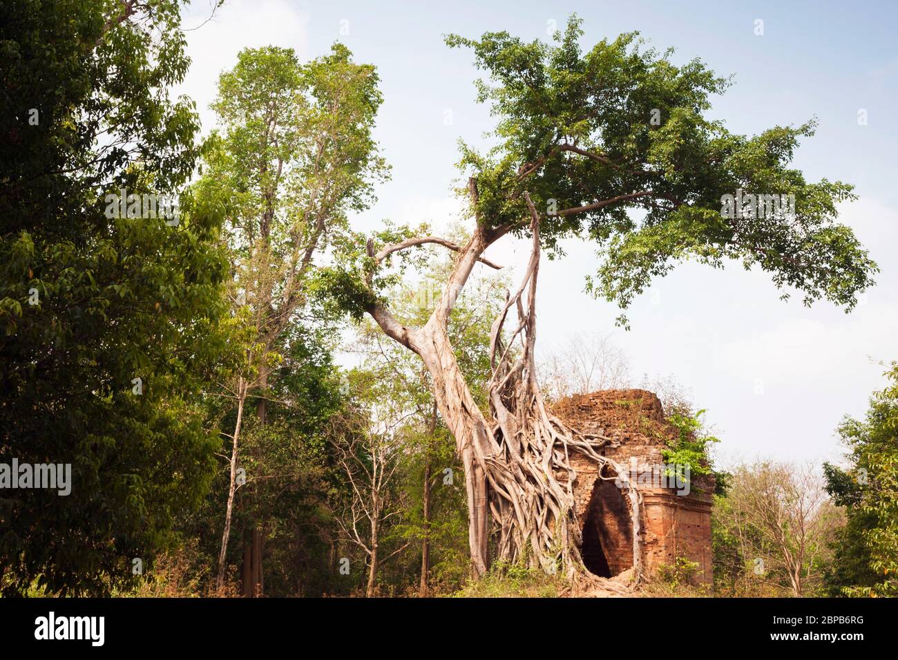 Temple with giant strangler fig tree growing on the side wall. Sambor ...