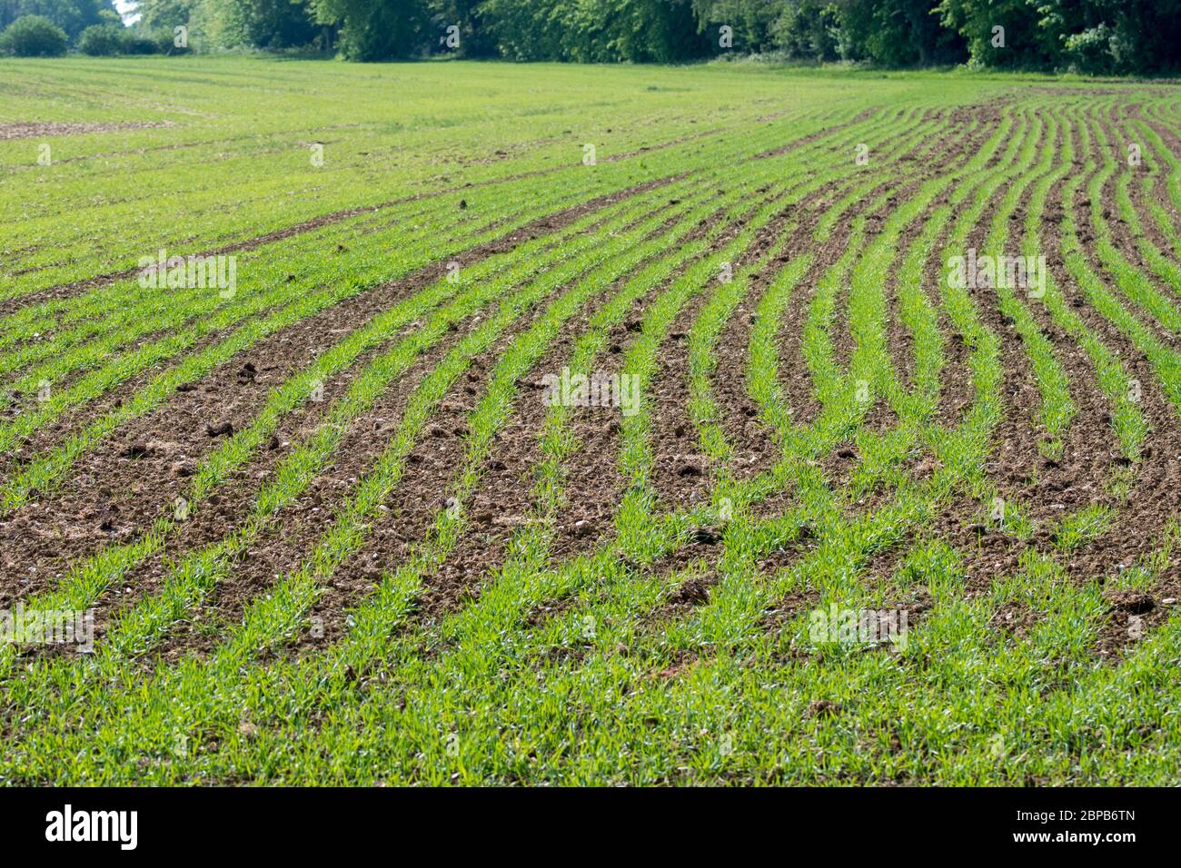 Arable crop growing in hi-res stock photography and images - Alamy