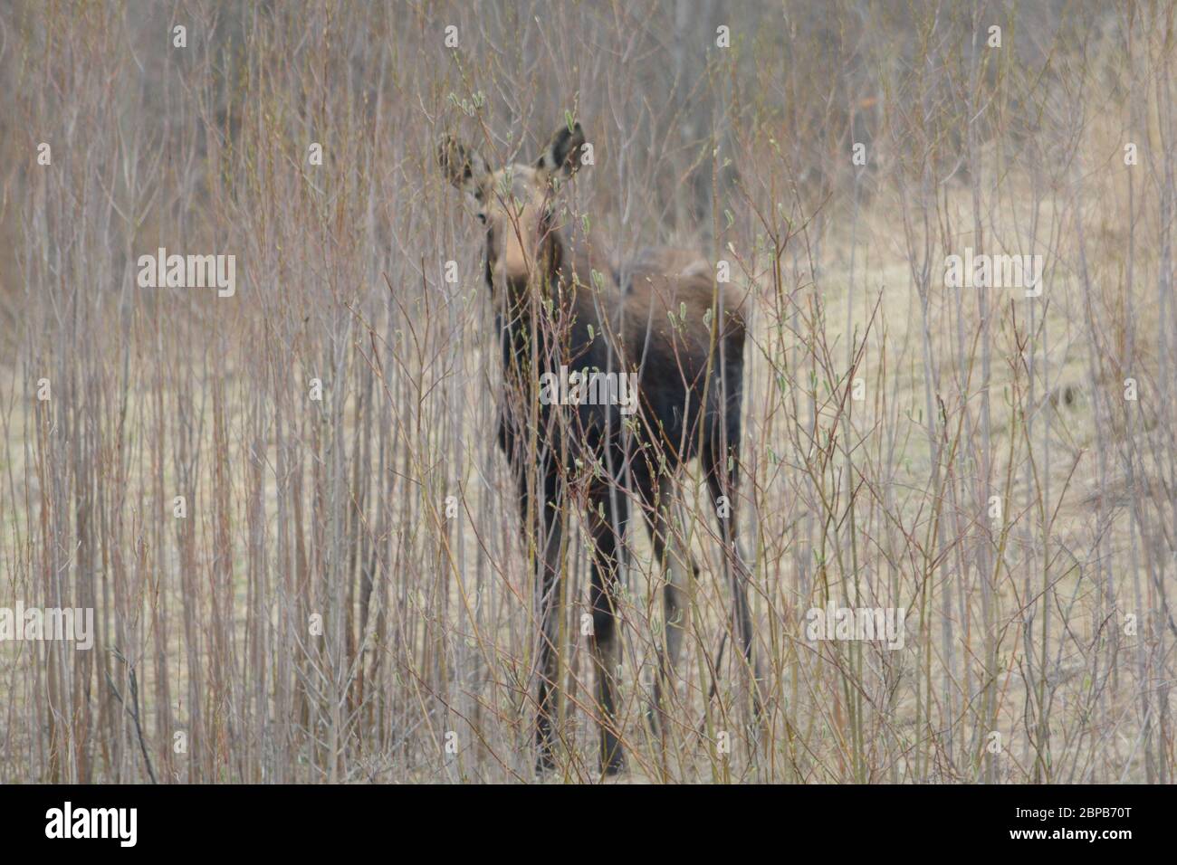 Western Moose in Canada's Boreal Forest Stock Photo - Alamy