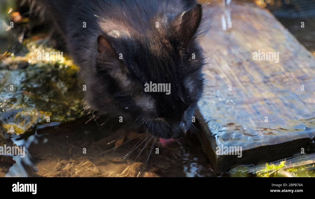 Close-up of a black cat, which is drinking water from a source Stock ...