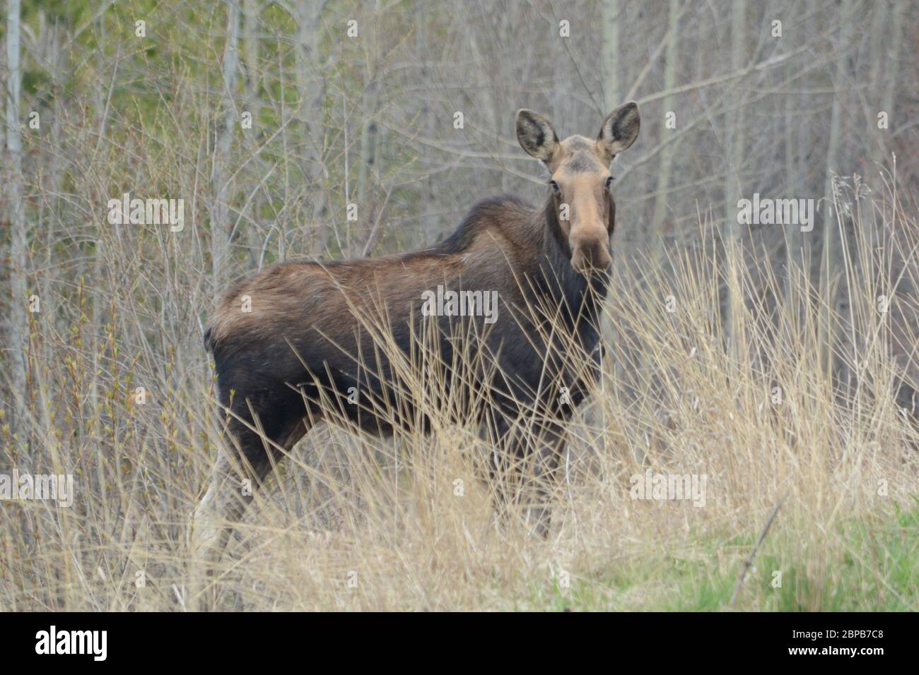 Western Moose in Canada's Boreal Forest Stock Photo - Alamy