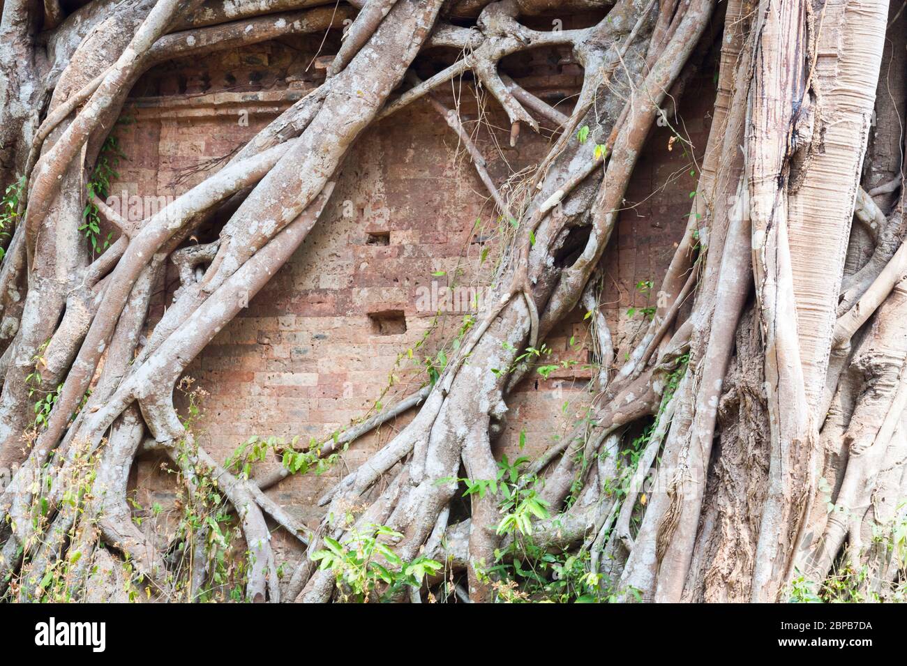 Strangler fig roots walls hi-res stock photography and images - Alamy