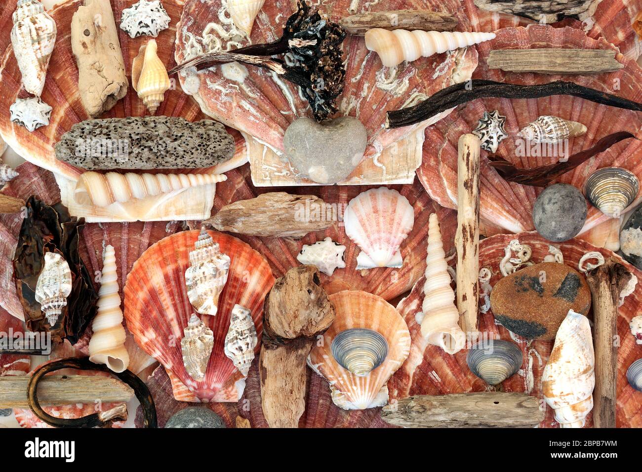 Seashell, driftwood, seaweed and pebble selection on scallop shells ...